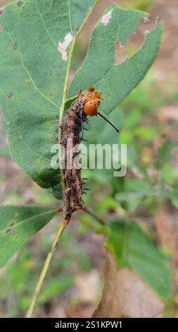 Spiny Oakworm Moth (Anisota stigma Stock Photo - Alamy