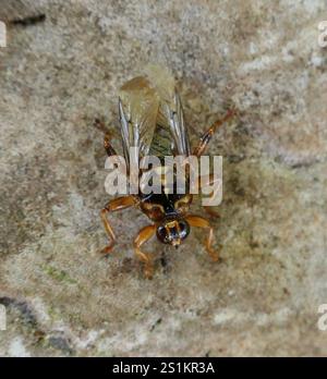 New Forest fly (Hippobosca equina). A parasite that drinks the blood of ...