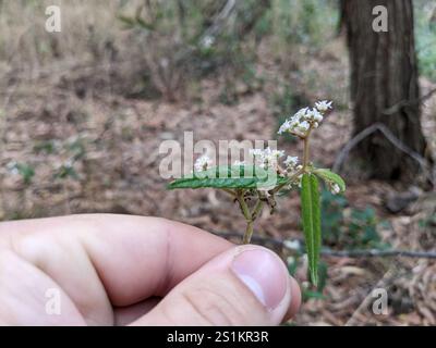 Kerrawang (Commersonia dasyphylla Stock Photo - Alamy