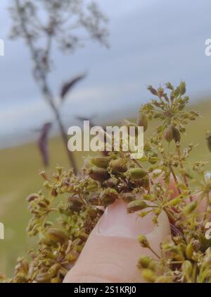 common water-hemlock (Cicuta maculata maculata Stock Photo - Alamy