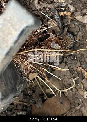 Red Beard Lichen (Usnea rubicunda), Fungi, Montaña de Oro State Park ...