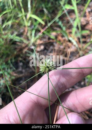Slender Sand Sedge (Cyperus filiculmis Stock Photo - Alamy