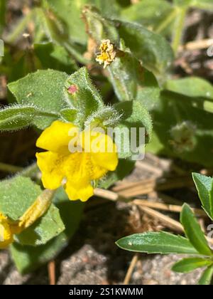 Musk - Erythranthe moschata Stock Photo - Alamy