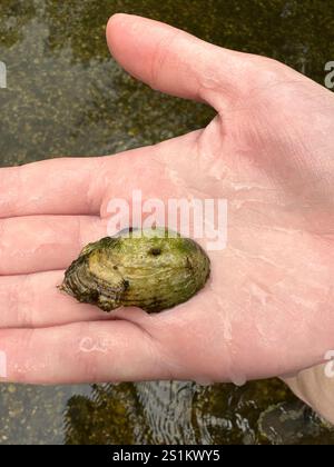 Ellipse (Venustaconcha ellipsiformis Stock Photo - Alamy