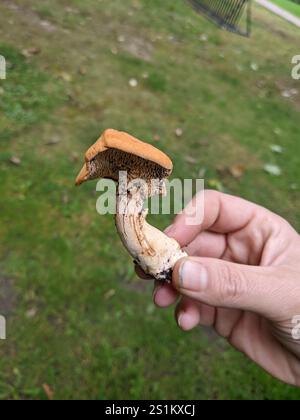 depressed hedgehog (Hydnum umbilicatum Stock Photo - Alamy