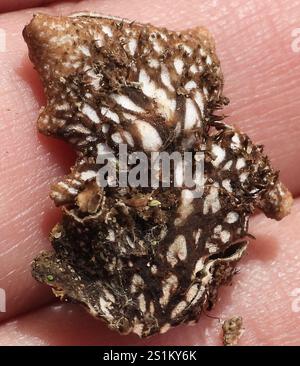 many-fruited pelt lichen (Peltigera polydactylon) Fungi Stock Photo - Alamy