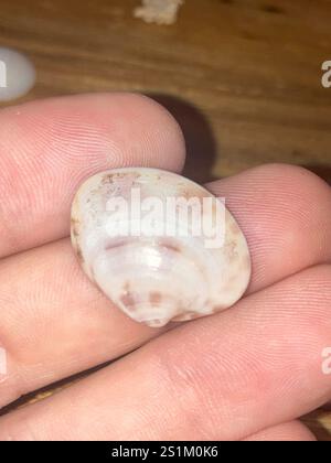 Calico Clam (Megapitaria maculata Stock Photo - Alamy