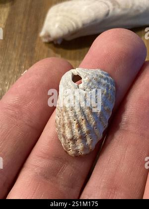Broad-ribbed Cardita (Cardites floridanus Stock Photo - Alamy