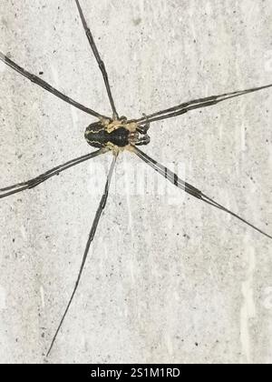 Saddleback Harvestman (Mitopus morio Stock Photo - Alamy