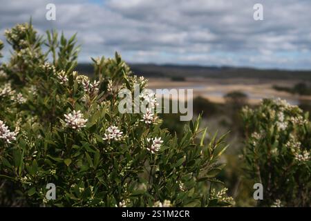 coastal beard-heath (Leucopogon parviflorus Stock Photo - Alamy