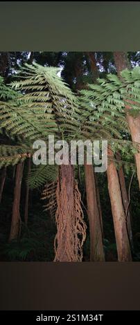 Spiny Tree Fern (Alsophila spinulosa Stock Photo - Alamy