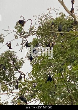 Pacific Flying-fox (Pteropus tonganus Stock Photo - Alamy