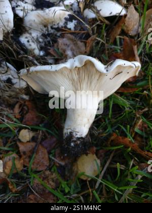 Giant Funnel (Aspropaxillus giganteus Stock Photo - Alamy