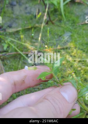 clammy hedge-hyssop (Gratiola neglecta Stock Photo - Alamy