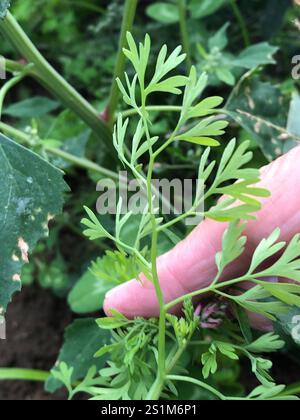 TALL RAMPING-FUMITORY Fumaria bastardii (Fumariaceae Stock Photo - Alamy