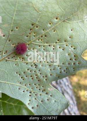 Jumping Gall Wasp (Neuroterus saltarius Stock Photo - Alamy
