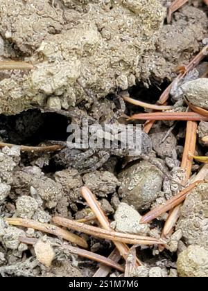 Fox Spiders (Alopecosa Stock Photo - Alamy