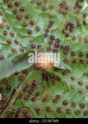 Anderson's holly fern (Polystichum andersonii Stock Photo - Alamy