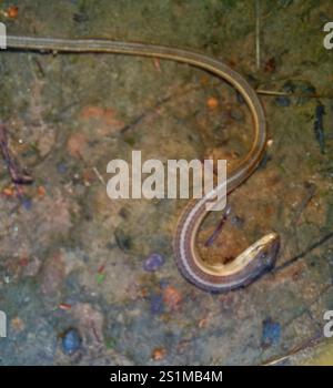 Cape Snake Lizard (Chamaesaura anguina Stock Photo - Alamy