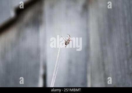 SPAWN: A spider dangling in between two residential homes swings like a ...