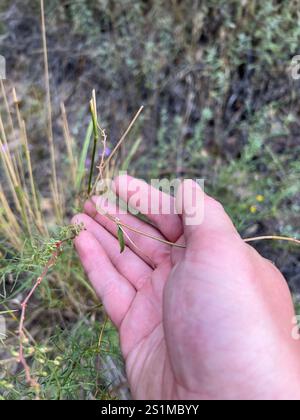 littleleaf mock orange (Philadelphus microphyllus) Plantae Stock Photo ...