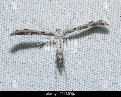 Black-marked Plume Moth (Hellinsia inquinatus Stock Photo - Alamy