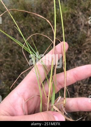 fascicled beaksedge (Rhynchospora fascicularis Stock Photo - Alamy