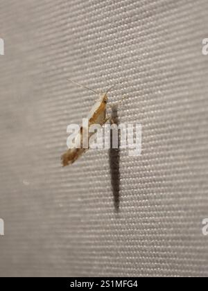 Cherry Fruit Moth (Argyresthia pruniella) gardens and orchards, Côtes d ...