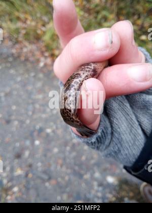 Alaska Blackfish (Dallia pectoralis Stock Photo - Alamy
