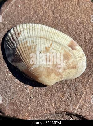 Japanese Littleneck (Ruditapes philippinarum Stock Photo - Alamy