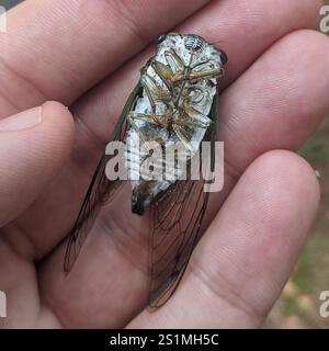 Eastern Scissors Grinder Cicada (Neotibicen winnemanna Stock Photo - Alamy