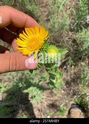 Spanish Gold, Grindelia ciliata Stock Photo - Alamy