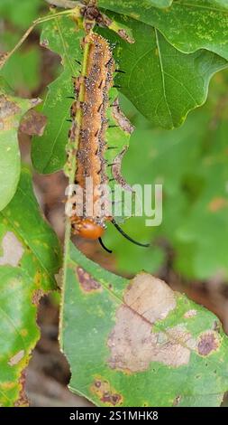 Spiny Oakworm Moth (Anisota stigma Stock Photo - Alamy