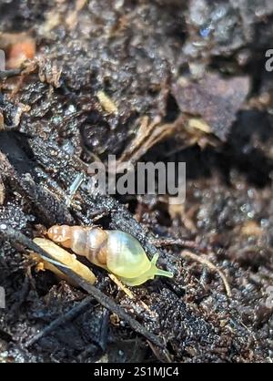 Miniature Awlsnail (Subulina octona Stock Photo - Alamy