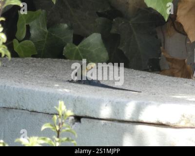 Blue-Green Smooth-throated Lizard (Liolaemus tenuis Stock Photo - Alamy