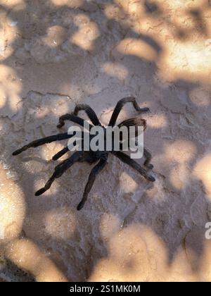 Tucson Bronze Tarantula (Aphonopelma vorhiesi Stock Photo - Alamy