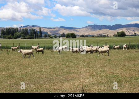Sheep ranch in Blenheim, New Zealand Stock Photo - Alamy