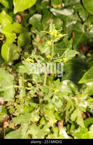 Black Mustard (Mutarda nigra Stock Photo - Alamy
