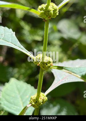 sweet bugleweed (Lycopus virginicus Stock Photo - Alamy
