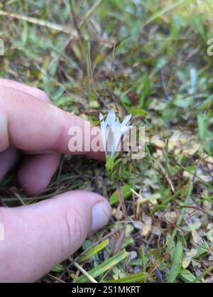 Tioga Gentian (Gentiana newberryi tiogana Stock Photo - Alamy