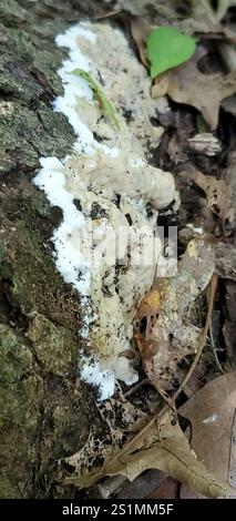 enveloping crust (Sebacina incrustans Stock Photo - Alamy
