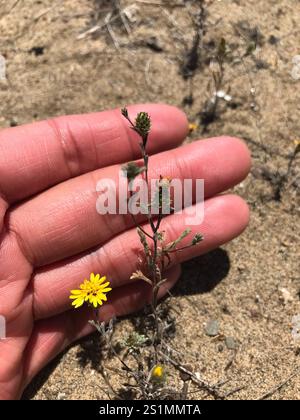 San Francisco lessingia (Lessingia germanorum Stock Photo - Alamy