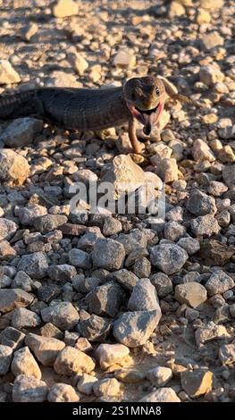 Texas alligator lizard (Gerrhonotus infernalis Stock Photo - Alamy