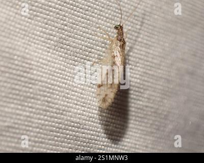 Variegated Brown Lacewing (Micromus variegatus Stock Photo - Alamy