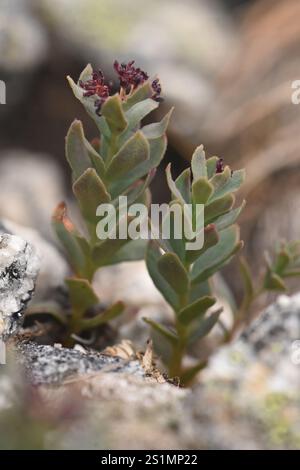 western roseroot (Rhodiola integrifolia Stock Photo - Alamy