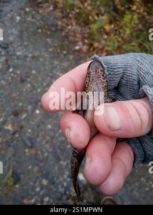 Alaska Blackfish (Dallia pectoralis Stock Photo - Alamy