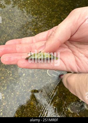 Ellipse (Venustaconcha ellipsiformis Stock Photo - Alamy