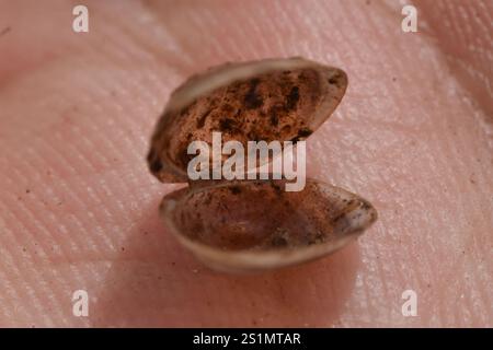 Rhomboid Fingernailclam (Sphaerium rhomboideum Stock Photo - Alamy