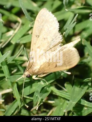 Grass Webworm Moth (Herpetogramma licarsisalis Stock Photo - Alamy