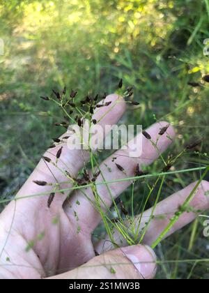 Long-beaked Bald-rush (Rhynchospora scirpoides Stock Photo - Alamy